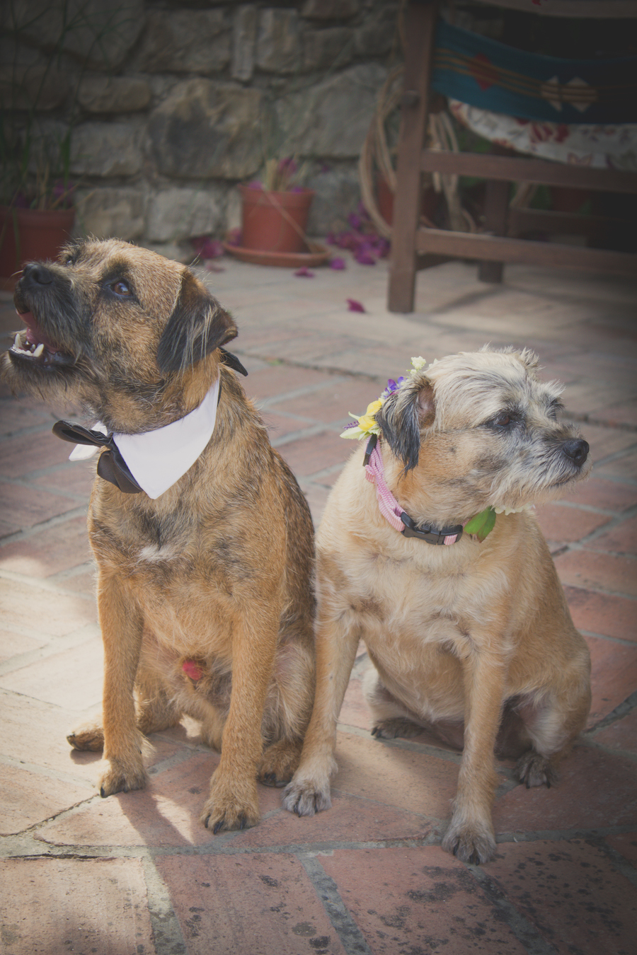 A tartan-filled, dog-loving ceremony in a rustic, countryside setting ...